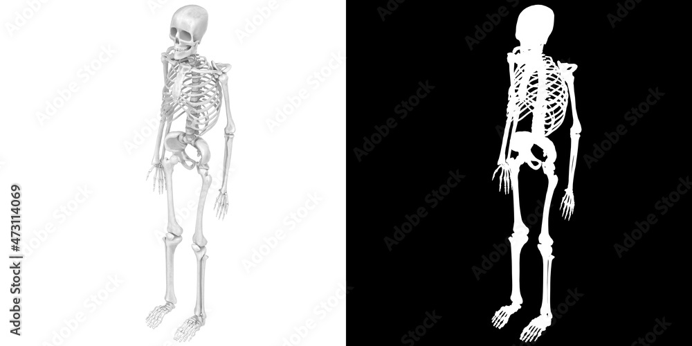 3D rendering illustration of a stylized complete human skeleton anatomy ...