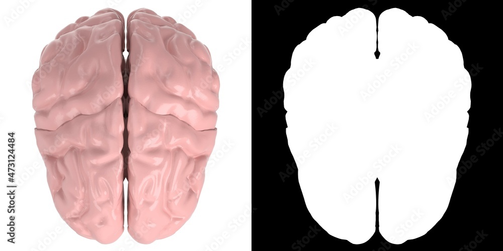 3D rendering illustration of a stylized human brain anatomy Stock ...