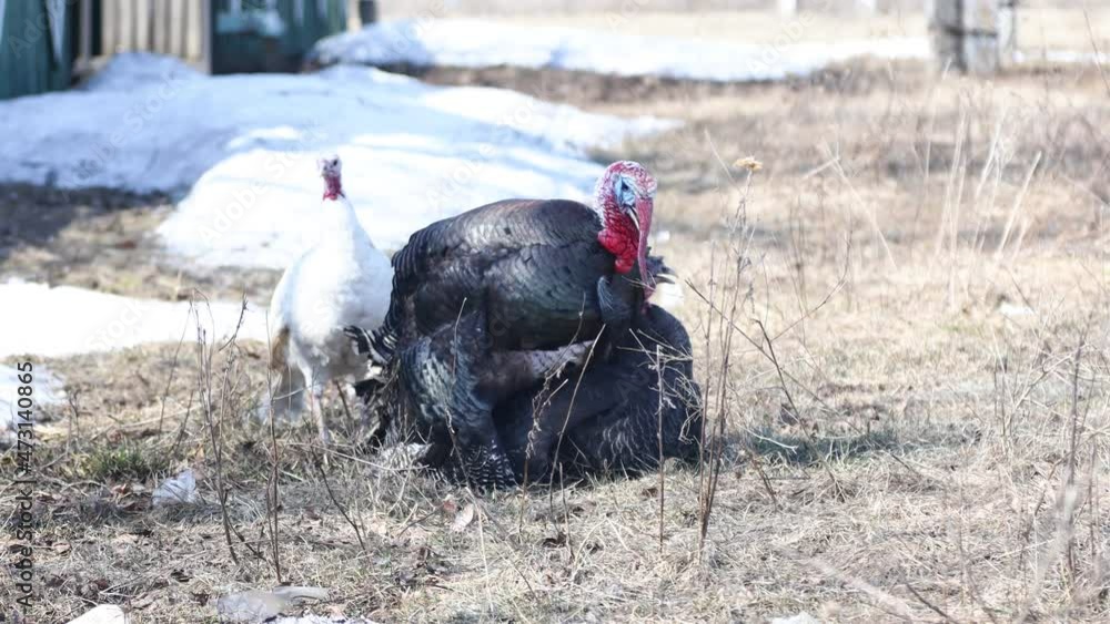 Mating games of a turkey. The male tramples and looks after females ...