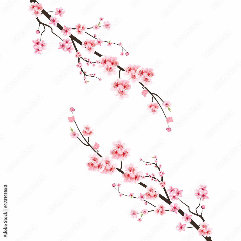 Cherry blossom with watercolor Sakura flower. Japanese Cherry blossom ...