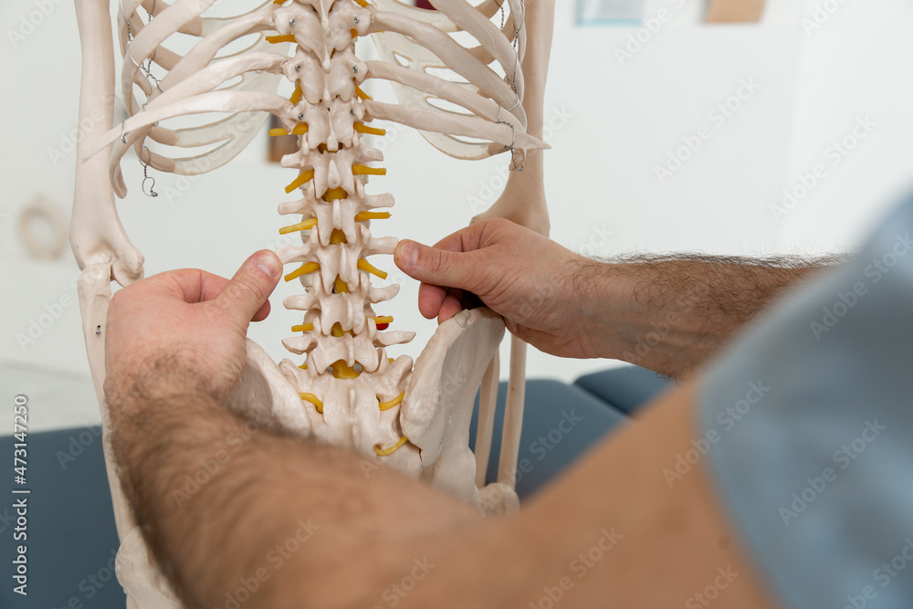 Doctor man pointing on spine of human skeleton anatomical model ...