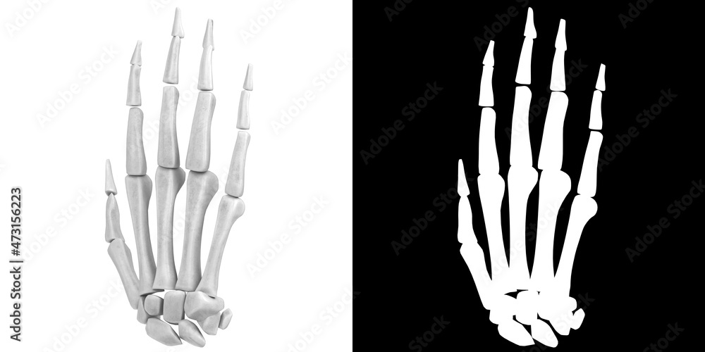 3D rendering illustration of stylized human hand bones anatomy Stock ...