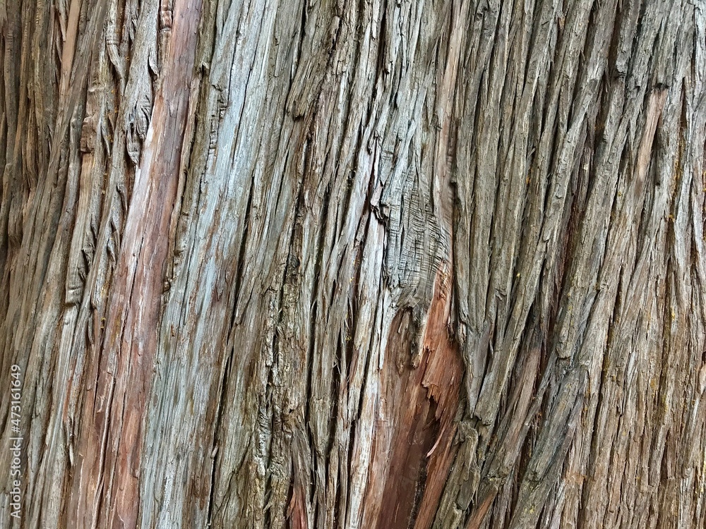 Bark of a tree. Upper trunk tree detail texture. Beautiful natural ...