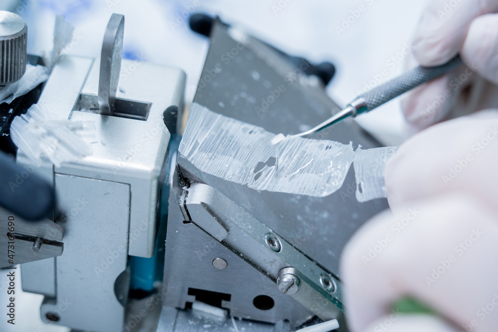 Laboratory assistant works on a rotary microtome section and making ...