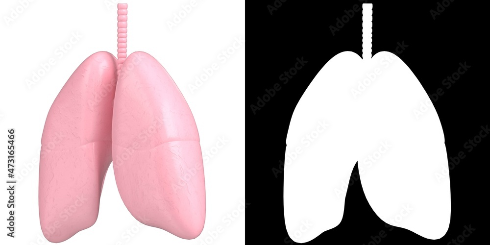 3D rendering illustration of stylized human lungs anatomy Stock ...