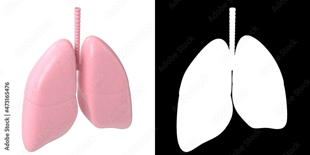 3D rendering illustration of stylized human lungs anatomy Stock ...