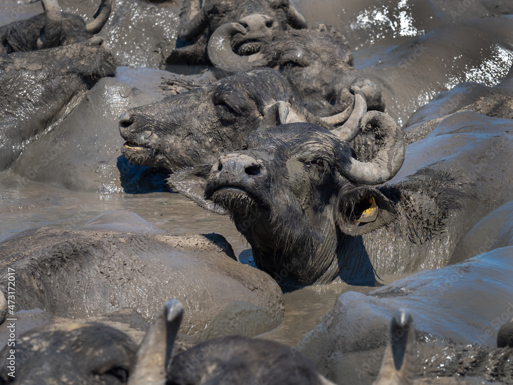 Foto de Water buffalo - Bubalus bubalis do Stock | Adobe Stock