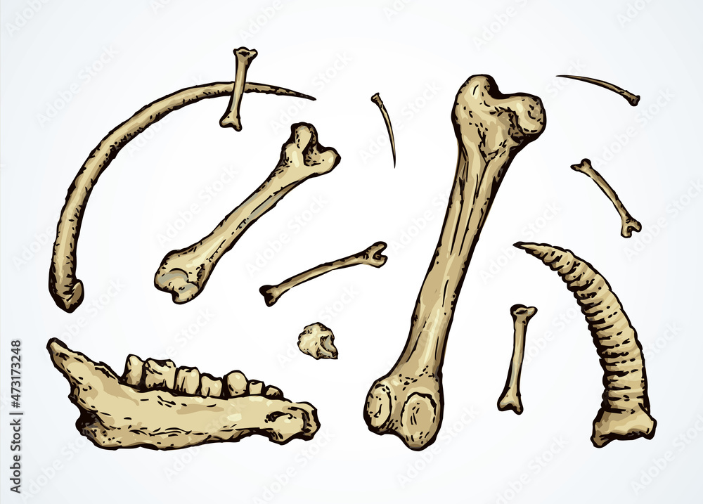 Bones. Vector drawing Stock Vector | Adobe Stock