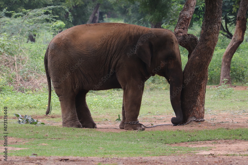Elephant obstructed by chains In India Stock Photo | Adobe Stock