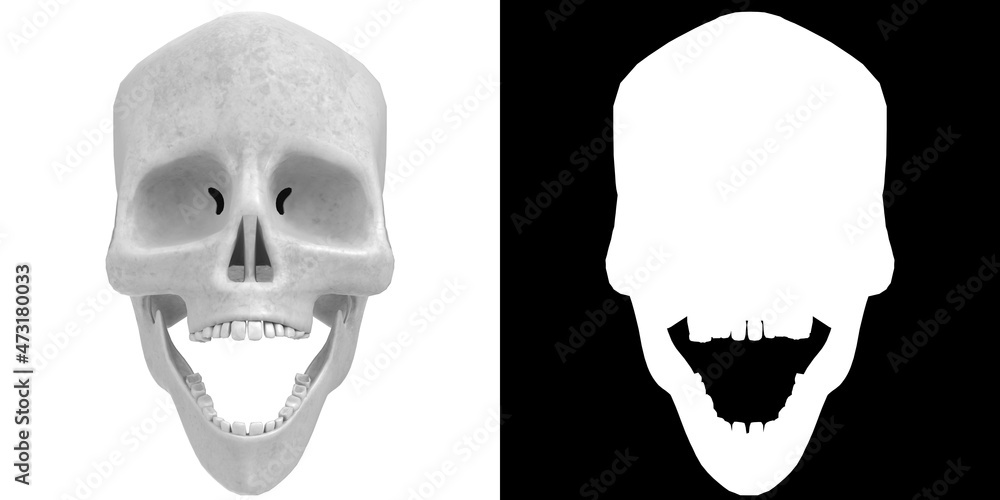 3D rendering illustration of a stylized human skull anatomy Stock ...