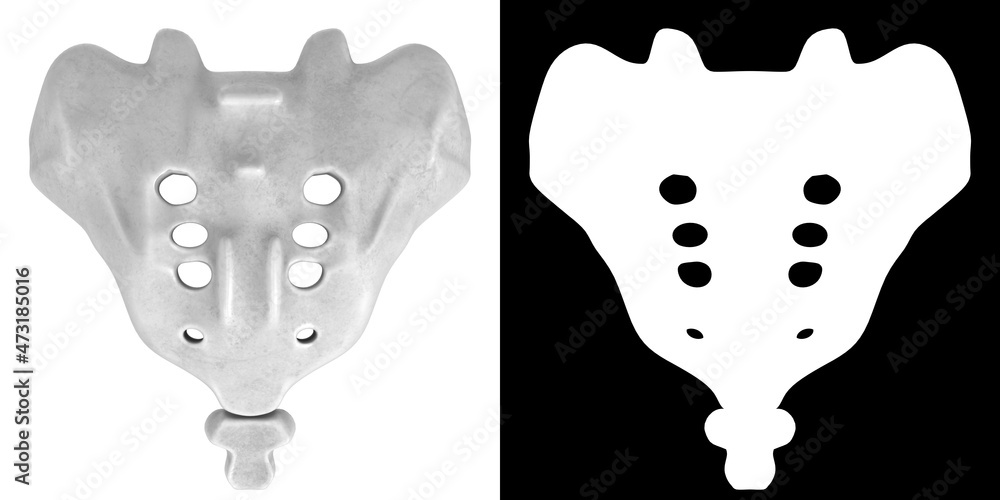3D rendering illustration of stylized human sacrum and coccyx anatomy ...