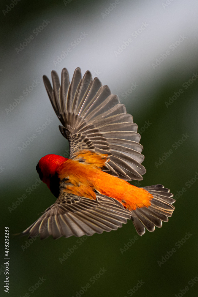 Red Bishop bird in flight with wings spread open about to land on a ...