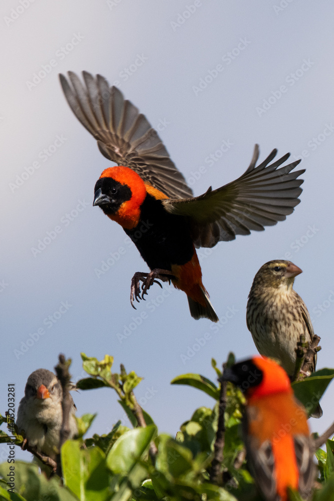 Red Bishop bird in flight with wings spread open about to land on a ...