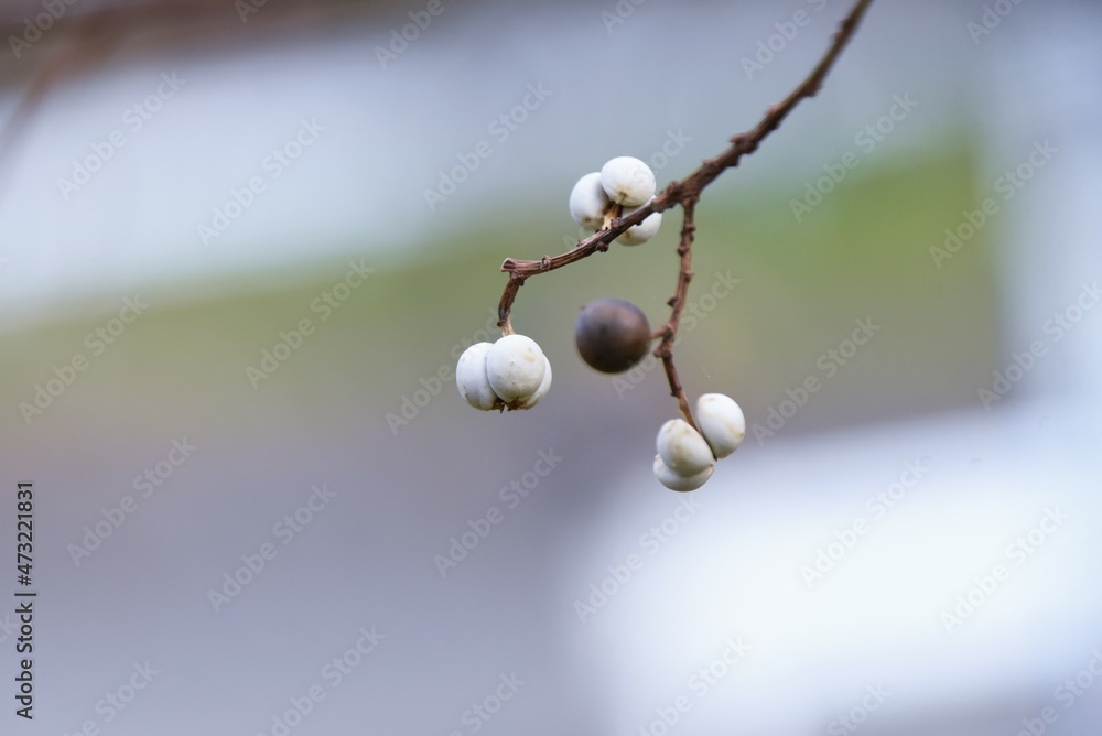 Chinese tallow tree fruits. The surface is covered with a white waxy ...