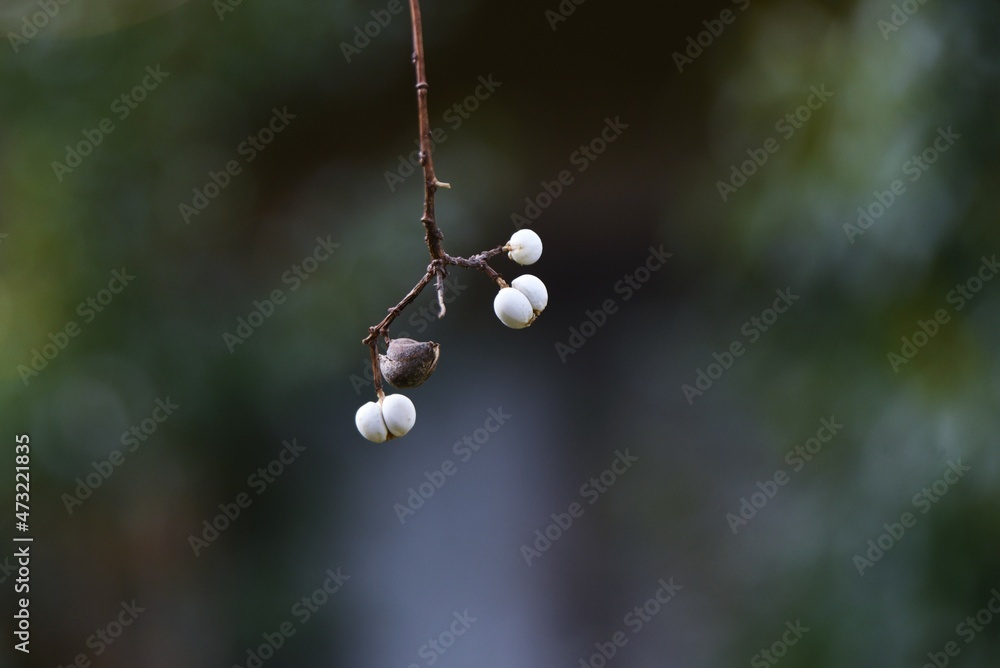 Chinese tallow tree fruits. The surface is covered with a white waxy ...