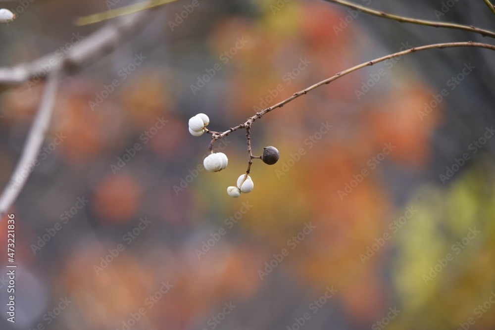 Chinese tallow tree fruits. The surface is covered with a white waxy ...