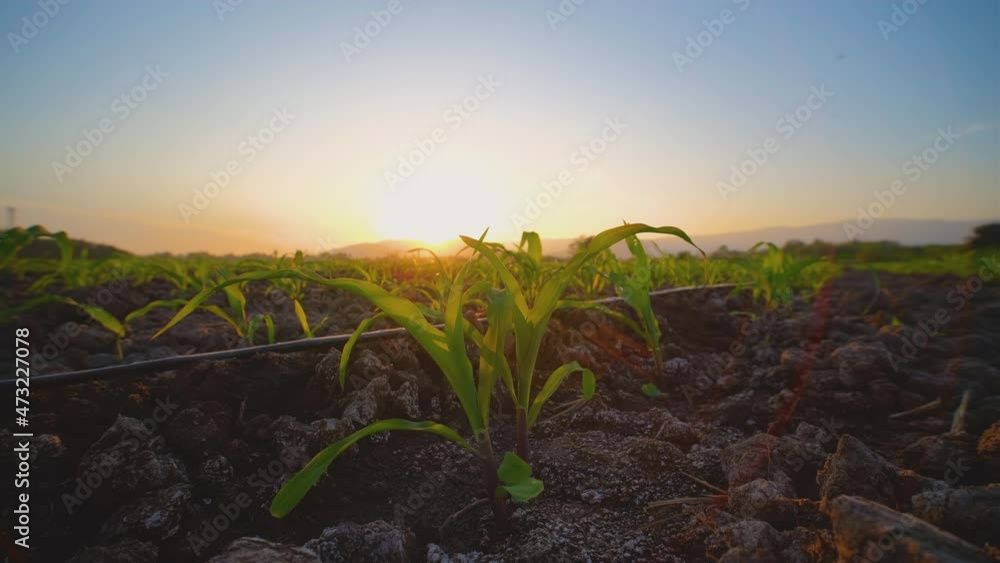 Video Stock agriculture drip irrigation system, green corn maize field ...