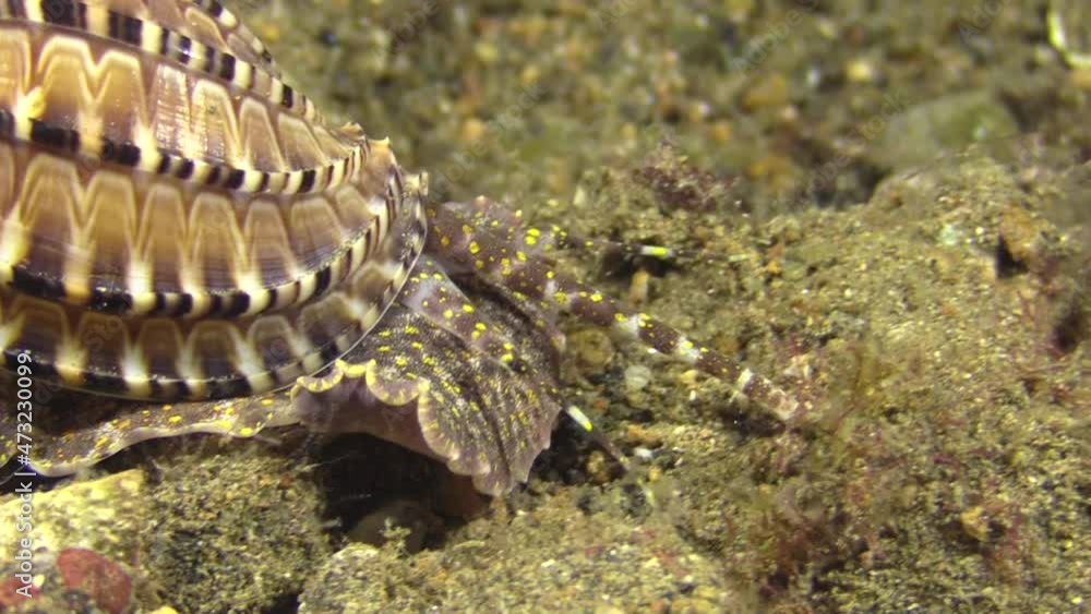 articulate harp snail crawling left to right over sandy bottom during ...