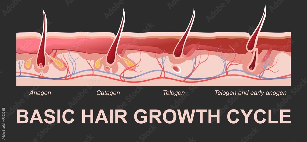 human hair growth phases educational poster เวกเตอร์สต็อก | Adobe Stock