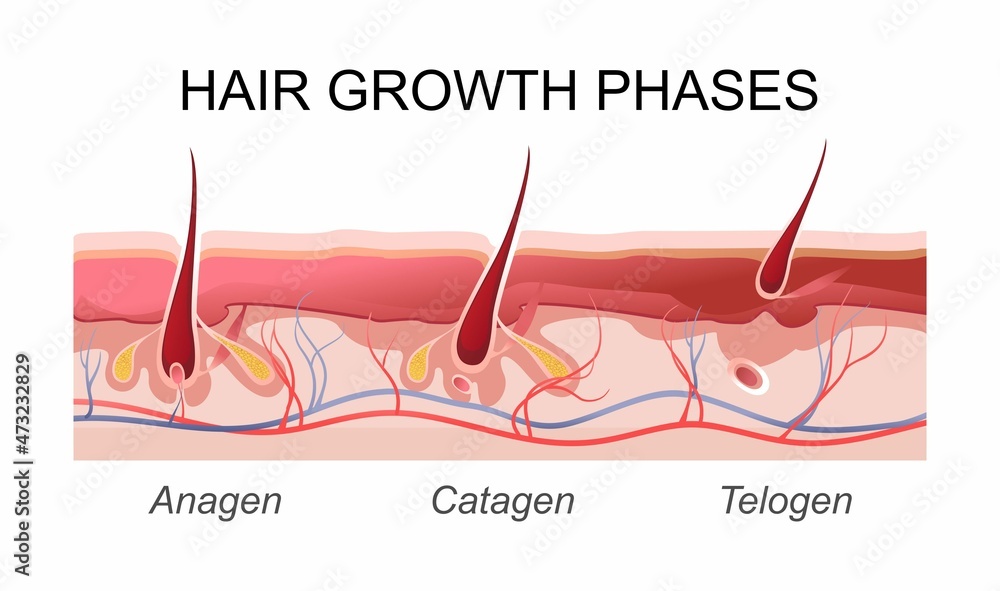 human hair growth phases educational poster Stock Vector | Adobe Stock