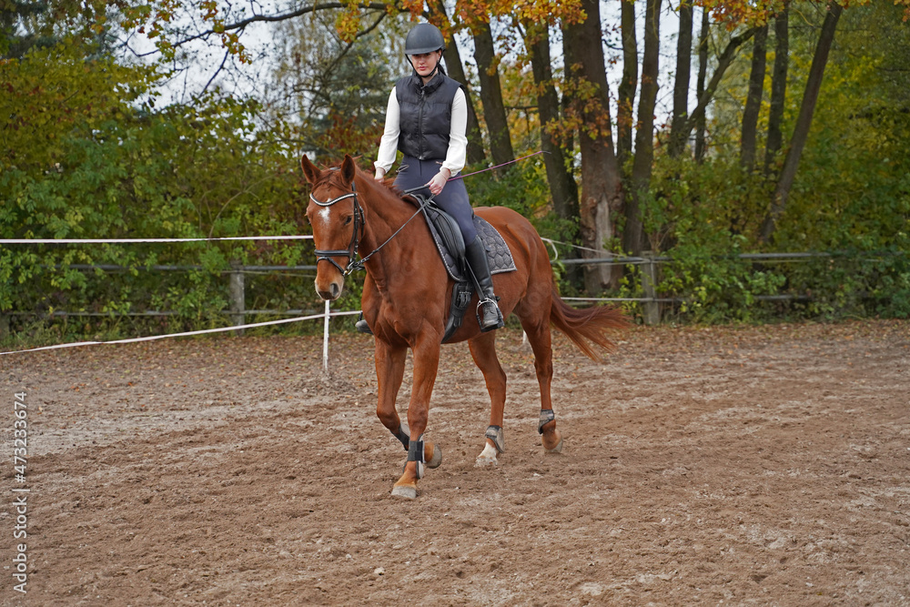 Training with the red-brown Oldenburg mare on a riding arena in autumn ...