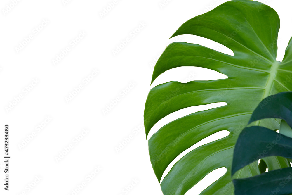 Entera leaves isolated on white background. Stock Photo | Adobe Stock