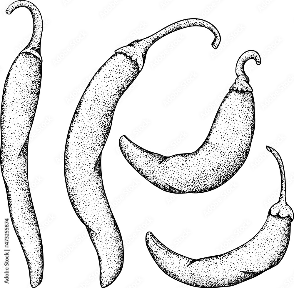 Chilli Pepper. Hand drawn colored vector illustration, isolated on ...