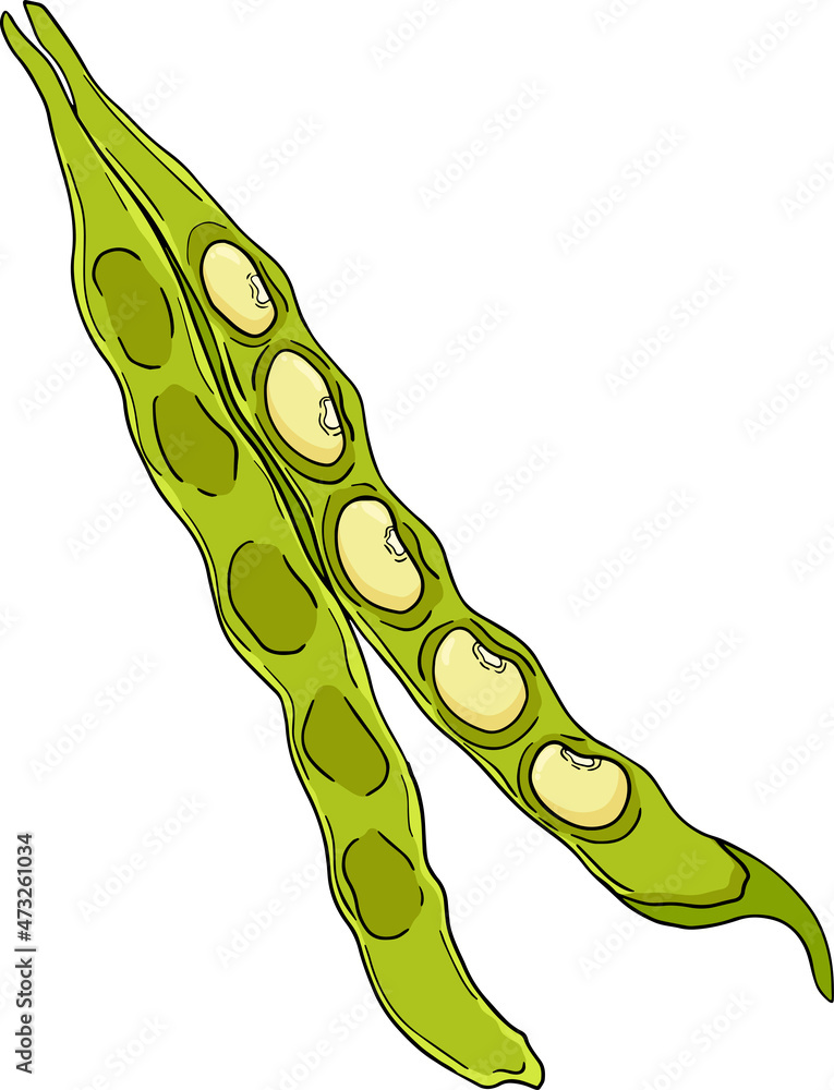 Pods and beans. Hand drawn sketch on white background. Beans and pods ...