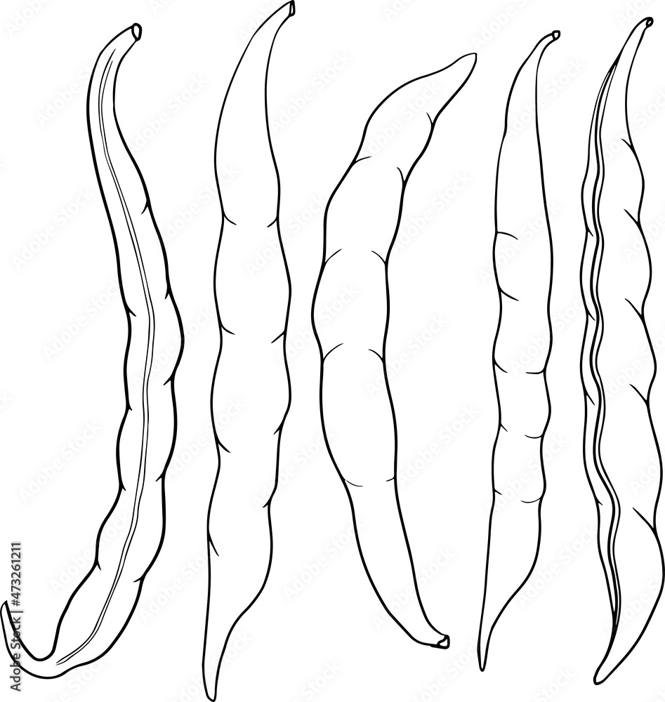 Pods and beans. Hand drawn sketch on white background. Beans and pods ...