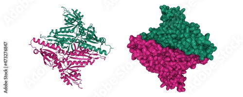 Crystal structure of c-raf (raf-1), a mitogen-activated protein kinase ...