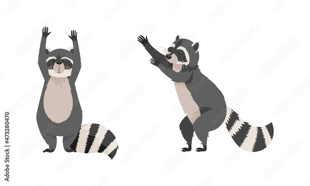 Cute funny raccoons with raised dexterous front paws. Wild furry forest ...