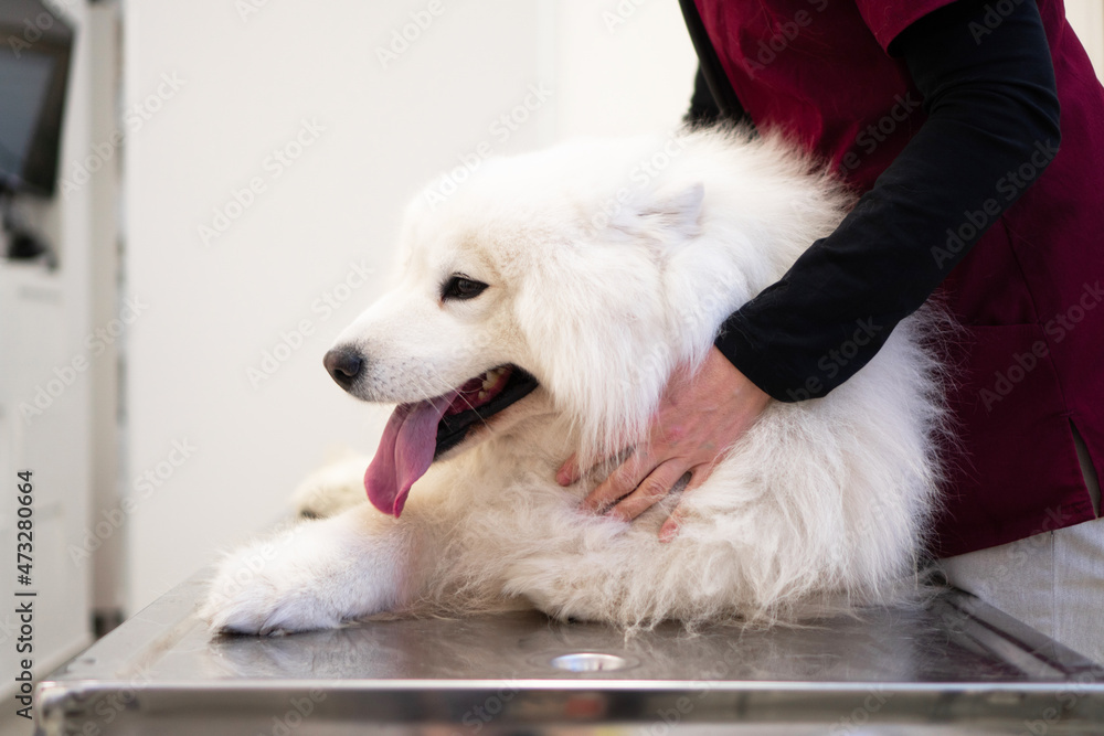 A purebred Samoyed is at the medical examination in the Veterinary ...