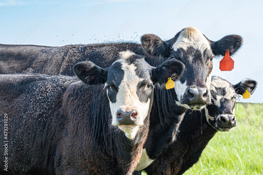 Angus crossbred cow and 2 calves covered in horn flies Stock Photo ...