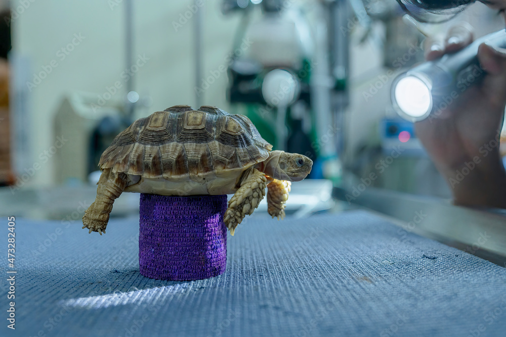 Turtles are Exotic Pets. Sulcata Tortoise or African spurred tortoise ...