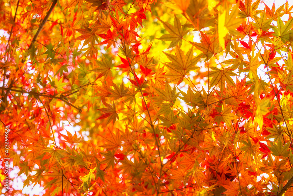 Park maple forest scenery Stock Photo | Adobe Stock