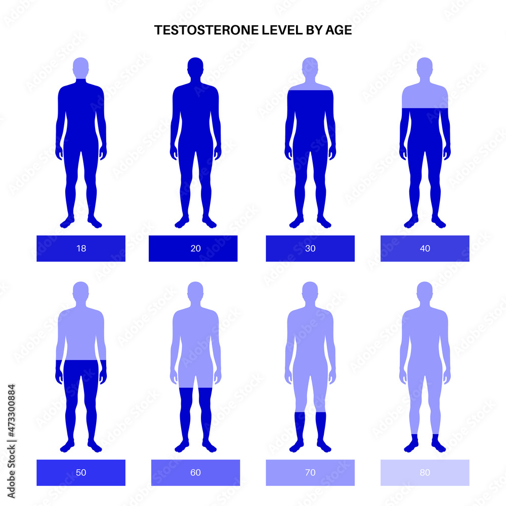 Testosterone level chart Stock Vector | Adobe Stock