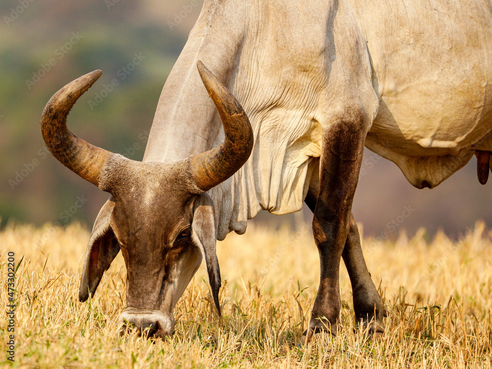 The Guzerá or Guzerat is a Brazilian breed of domestic cattle. It ...