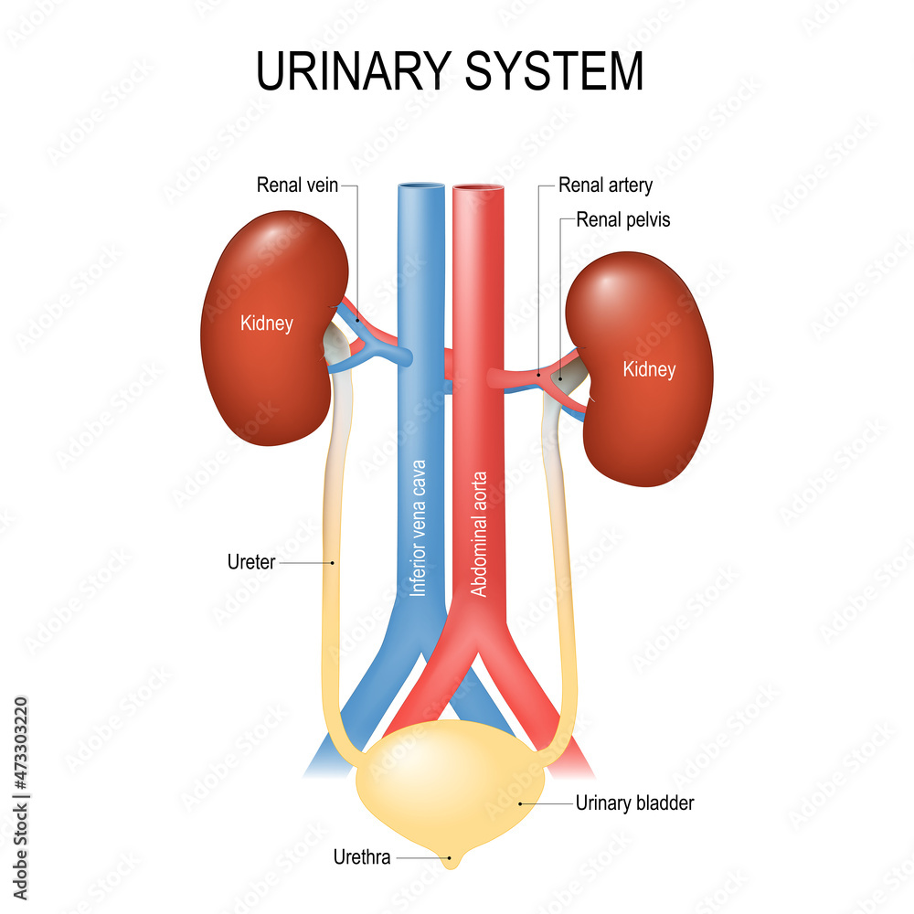 Urinary system anatomy Stock Vector | Adobe Stock
