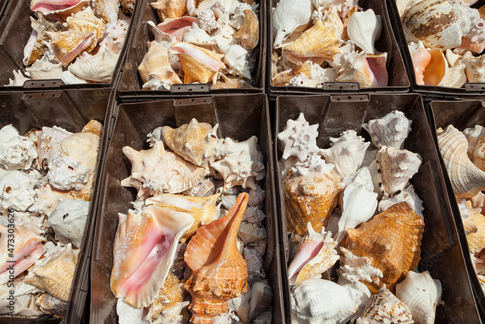 Bins of conch shells on a stall Stock Photo | Adobe Stock