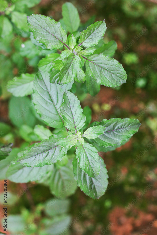 Tulsi or Holy basil tree in garden, Sacred basil. Thai basil , Ocimum ...