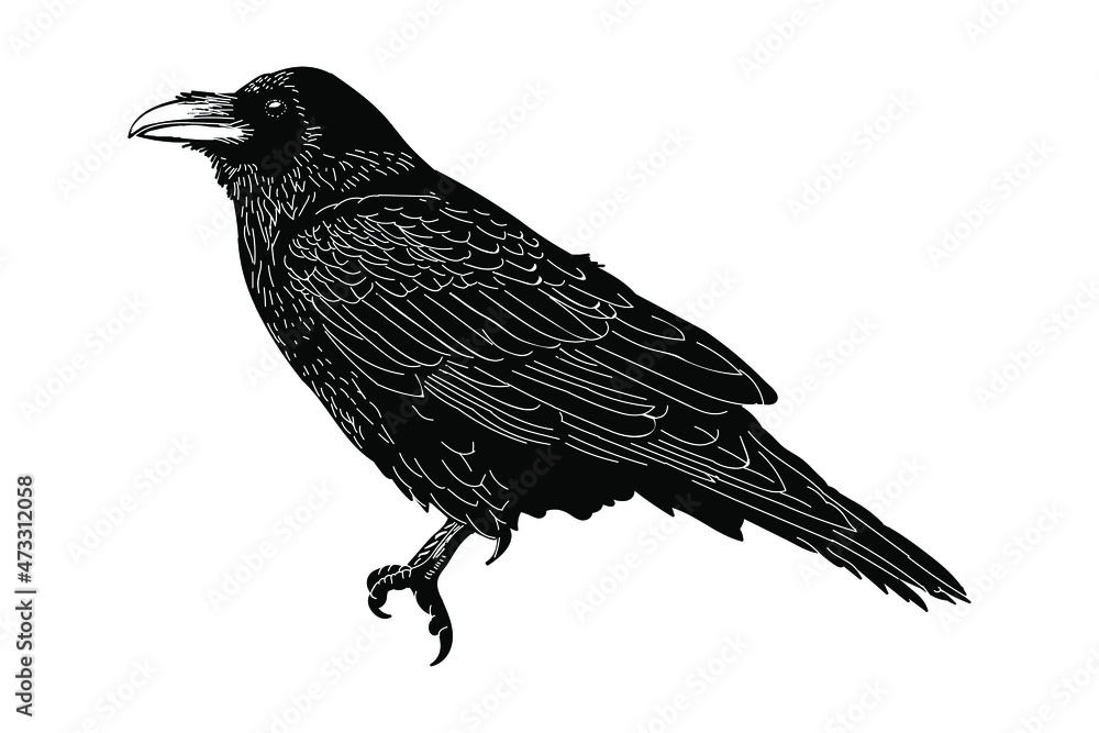 raven bird hand drawing vector illustration isolated on white ...