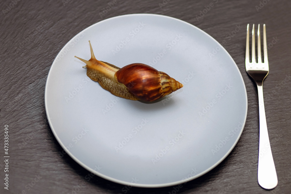 Foto Stock Live snail in a blue plate and a silver fork on a rough ...