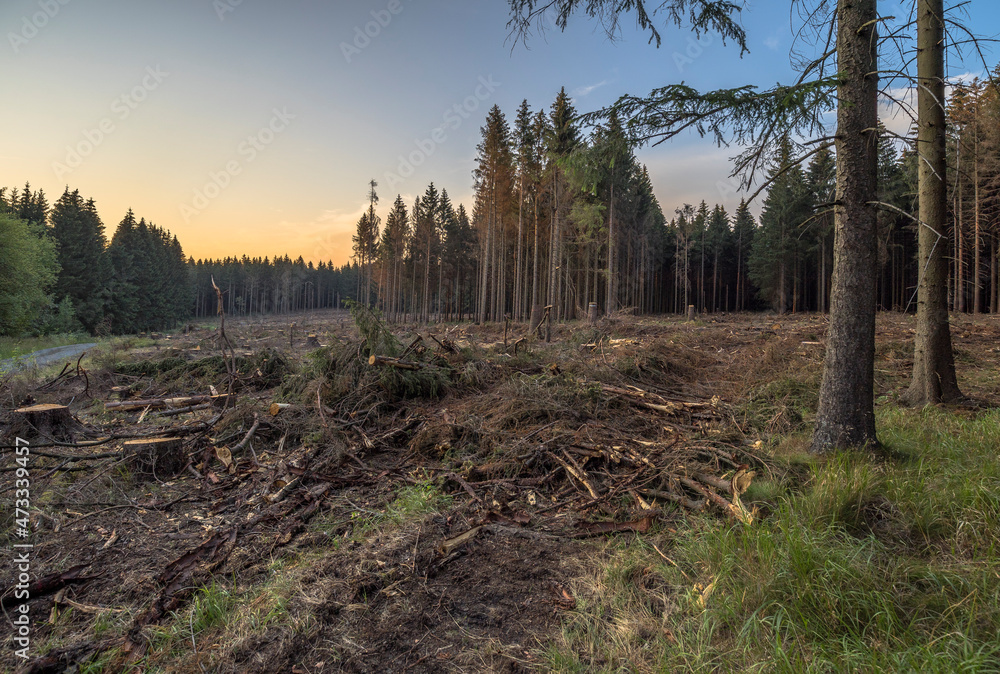Spruce trees damaged by bark beetle infestation Stock Photo | Adobe Stock