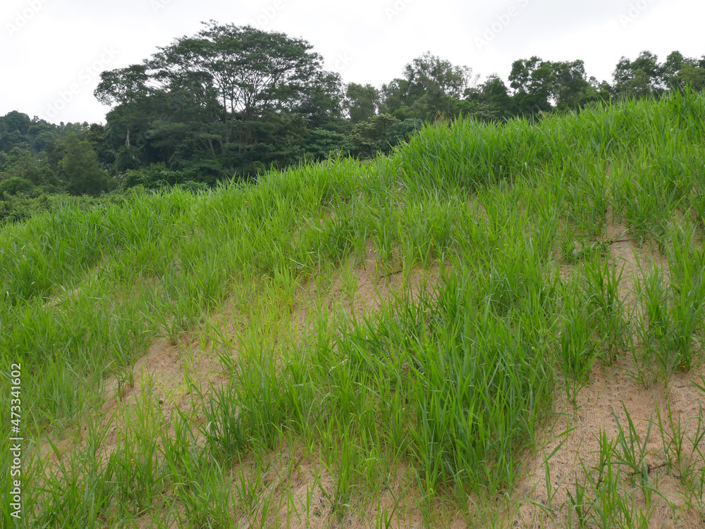 Permanent slope protection with grass using the hydroseed method. The ...