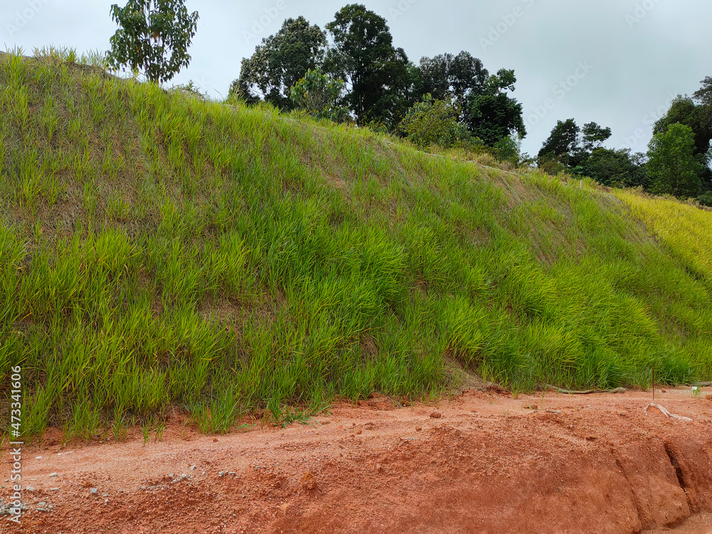 Permanent slope protection with grass using the hydroseed method. The ...