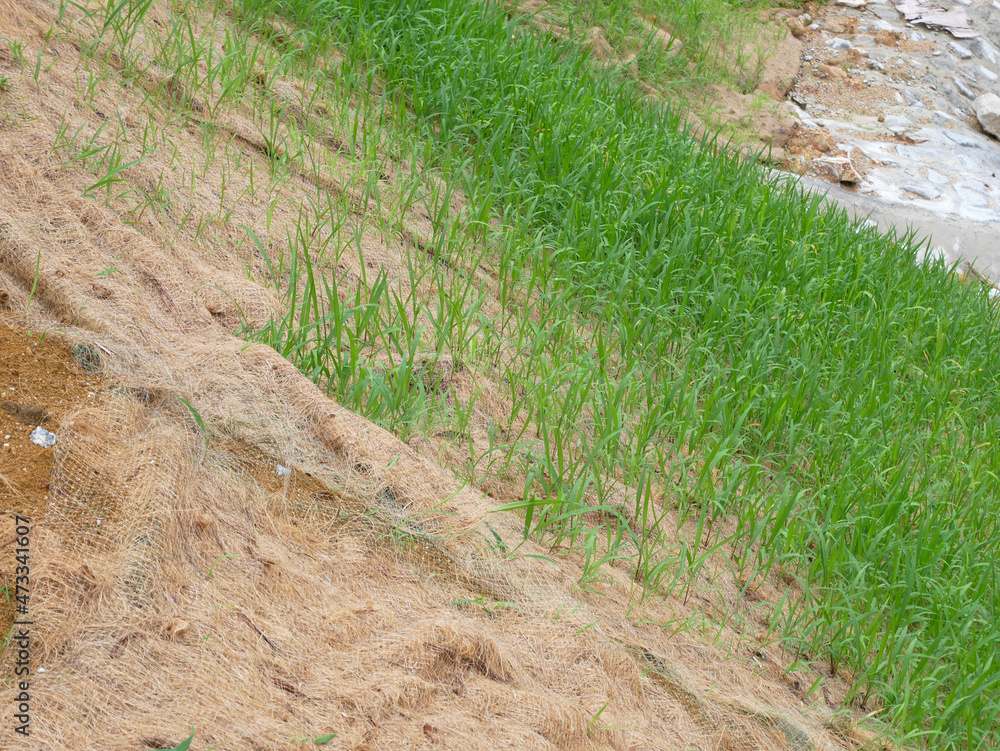 Permanent slope protection with grass using the hydroseed method. The ...