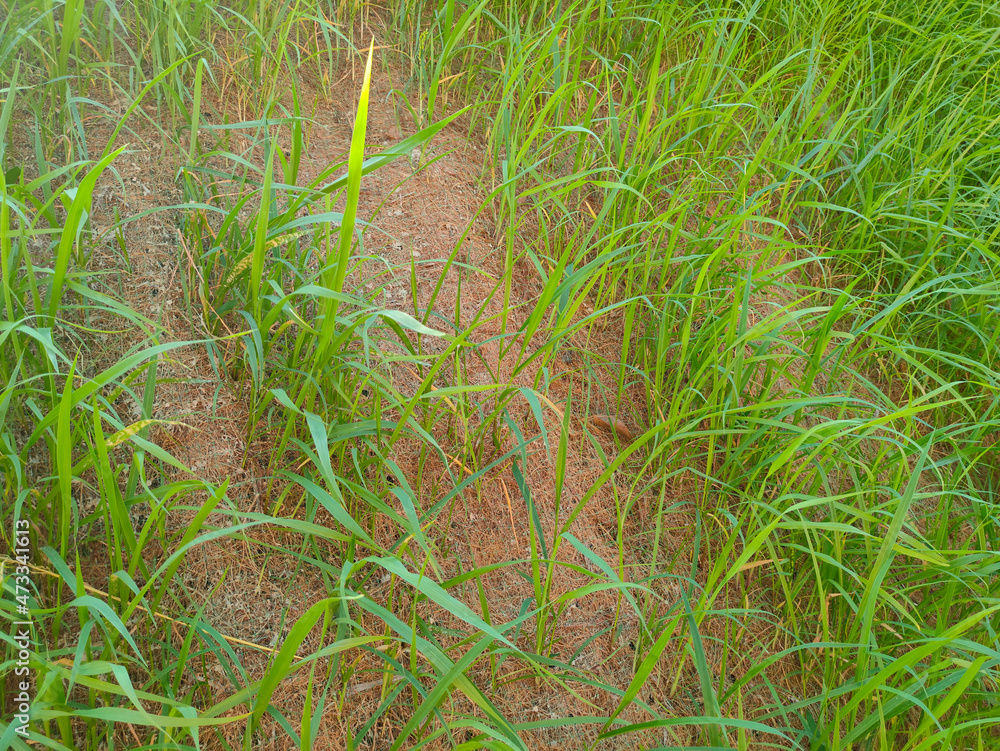 Foto Stock Permanent slope protection with grass using the hydroseed ...