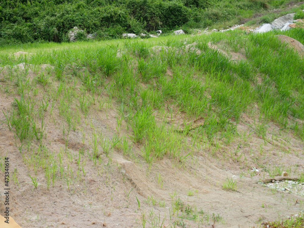 Foto Stock Permanent slope protection with grass using the hydroseed ...