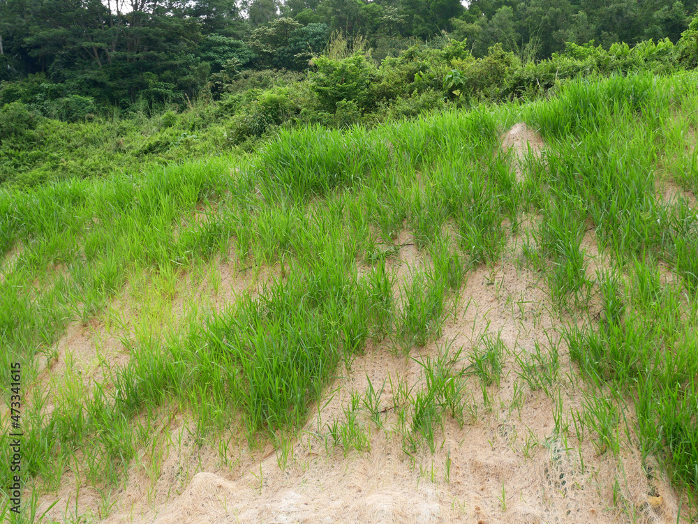 Permanent slope protection with grass using the hydroseed method. The ...