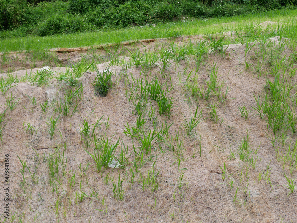 Permanent slope protection with grass using the hydroseed method. The ...